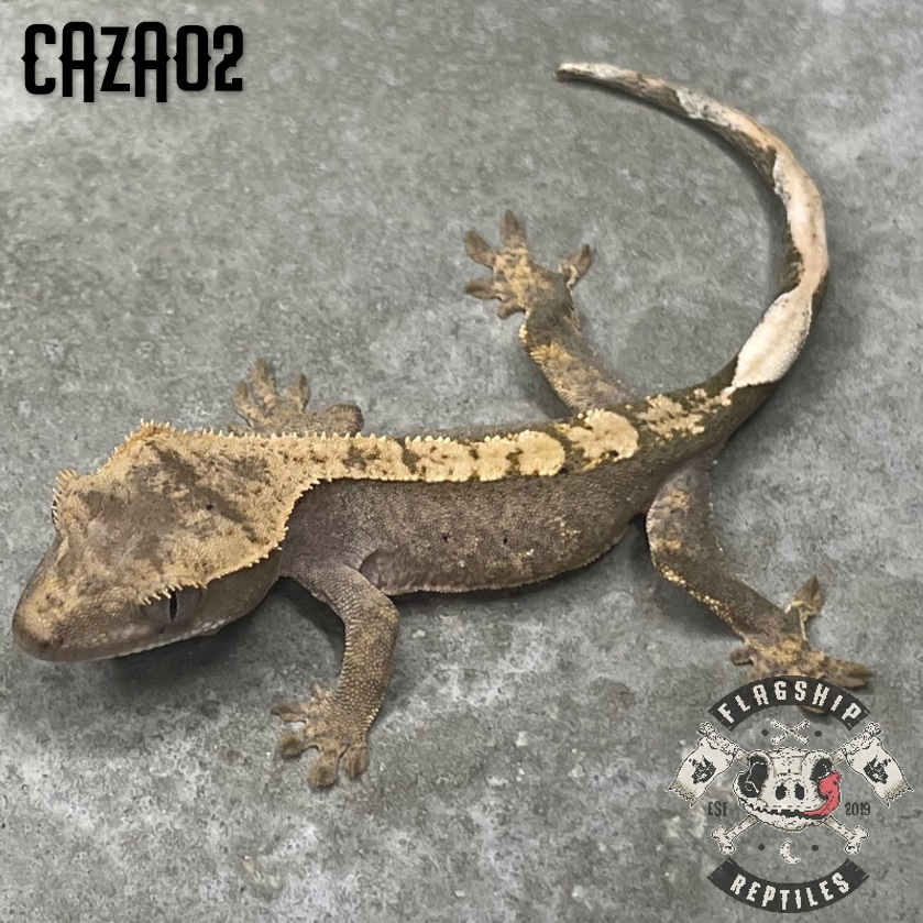 66% Het Axanthic - Possible Male Crested Gecko by Flagship Reptiles ...