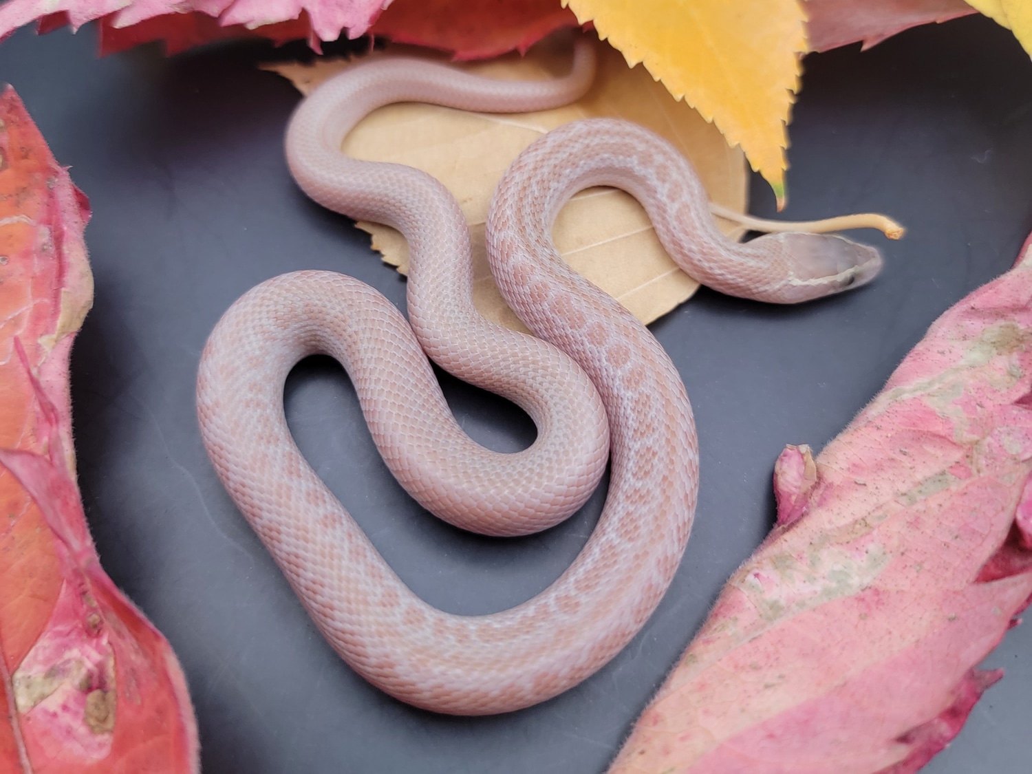 Hypo 66% Het T+ Albino House Snake by Sir Wiggleby's Serpents - MorphMarket