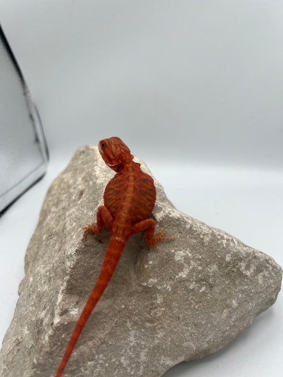 Red Monster - HYPO TRANS LB Central Bearded Dragon by Flamin' Hot Dragons