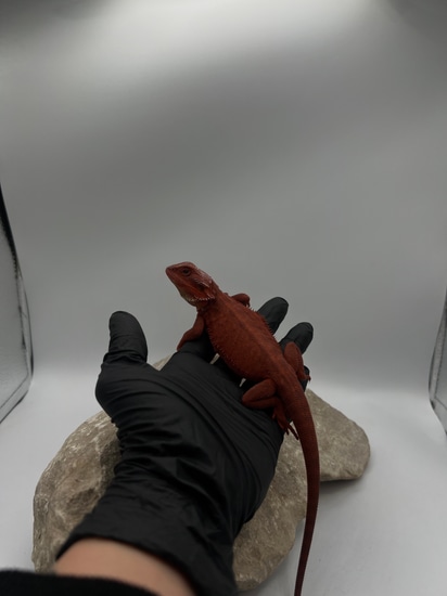 Red Monster - HYPO TRANS LB Central Bearded Dragon by Flamin' Hot Dragons