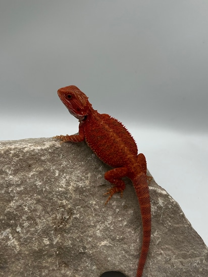 Red Monster - HYPO TRANS Central Bearded Dragon by Flamin' Hot Dragons