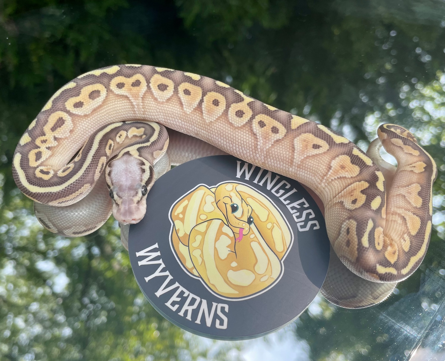 Pastel Butter Fire Ball Python by Wingless Wyverns - MorphMarket