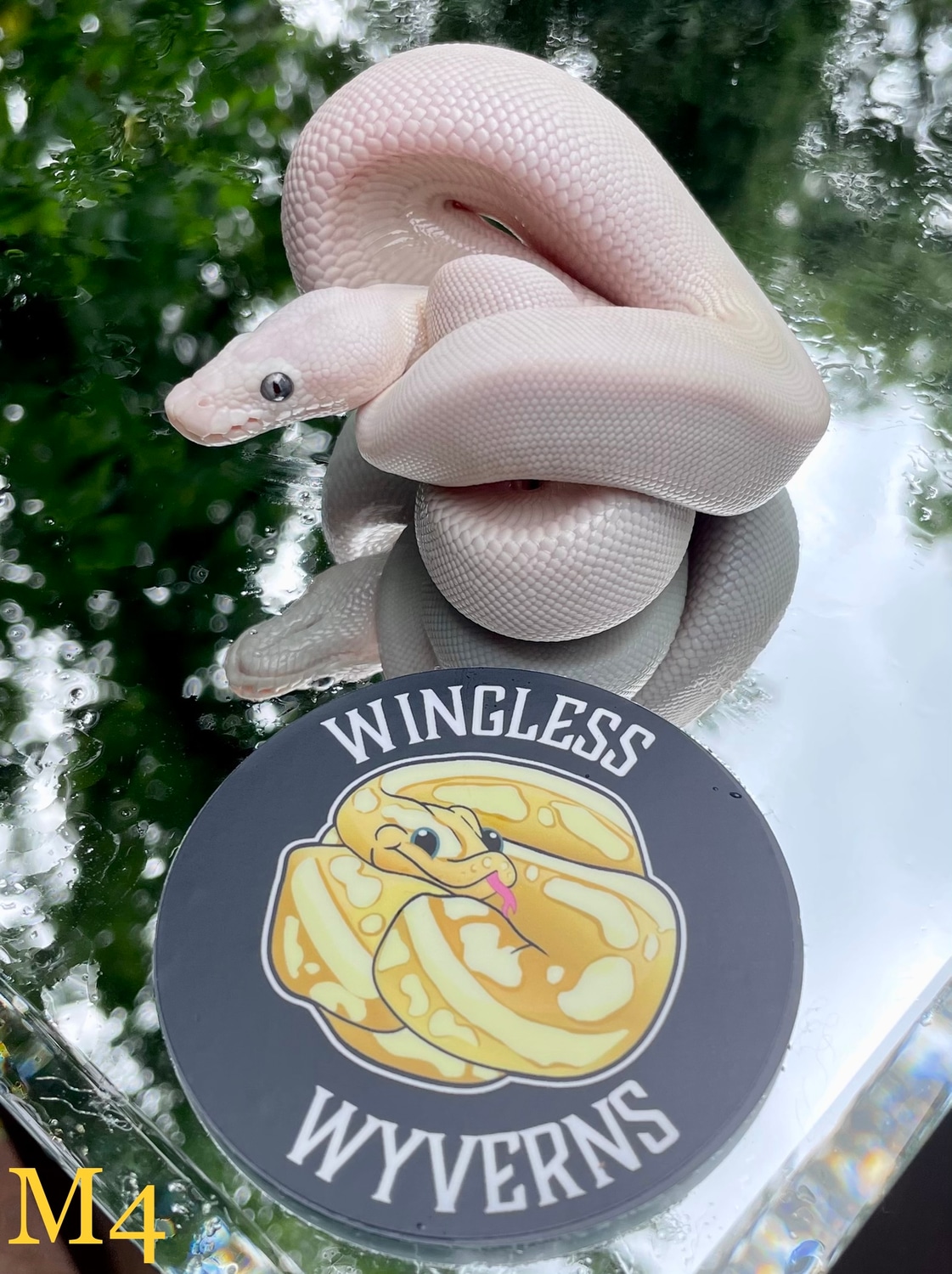 Male Super Butter Ball Python by Wingless Wyverns - MorphMarket