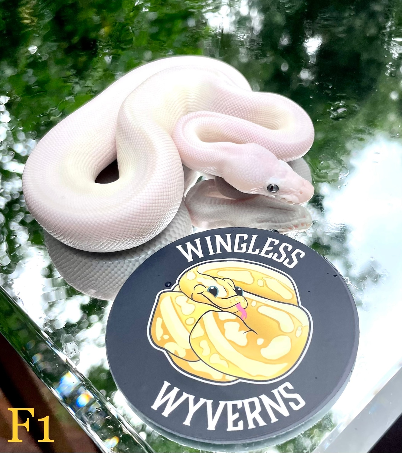 Female Super Butter Ball Python by Wingless Wyverns - MorphMarket