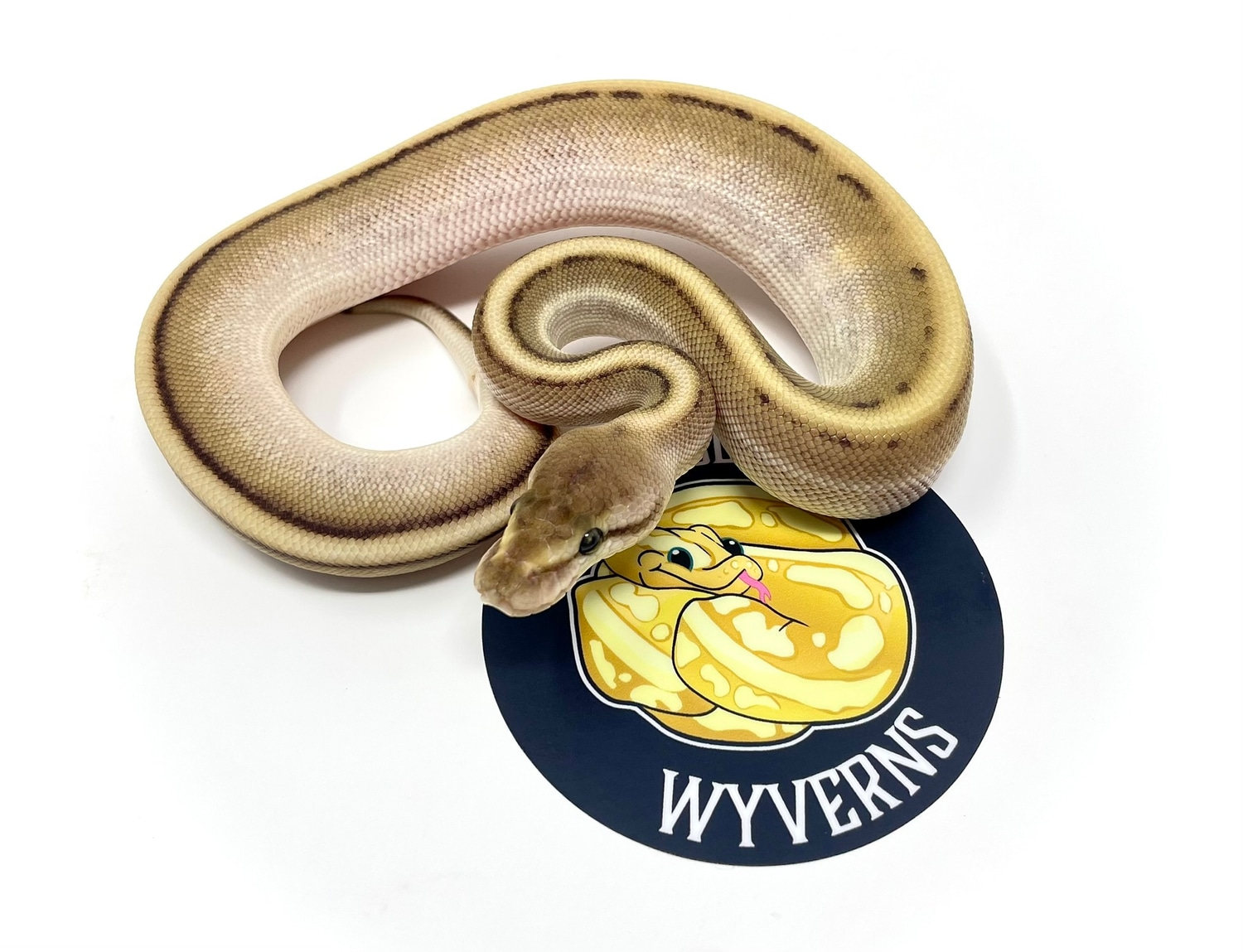 Pastel Butter Genetic Stripe Ball Python by Wingless Wyverns - MorphMarket