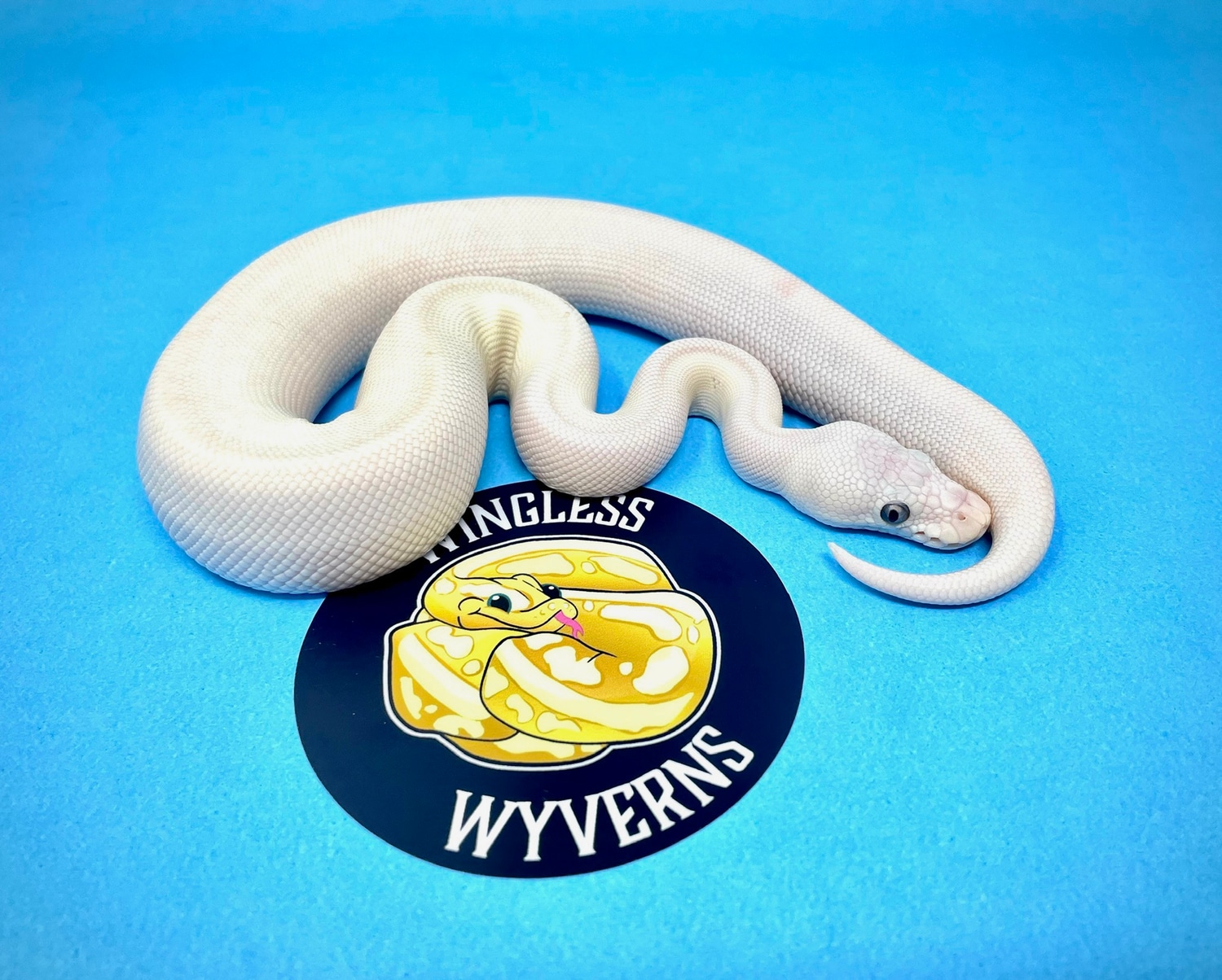 Male Super Butter Ball Python by Wingless Wyverns - MorphMarket