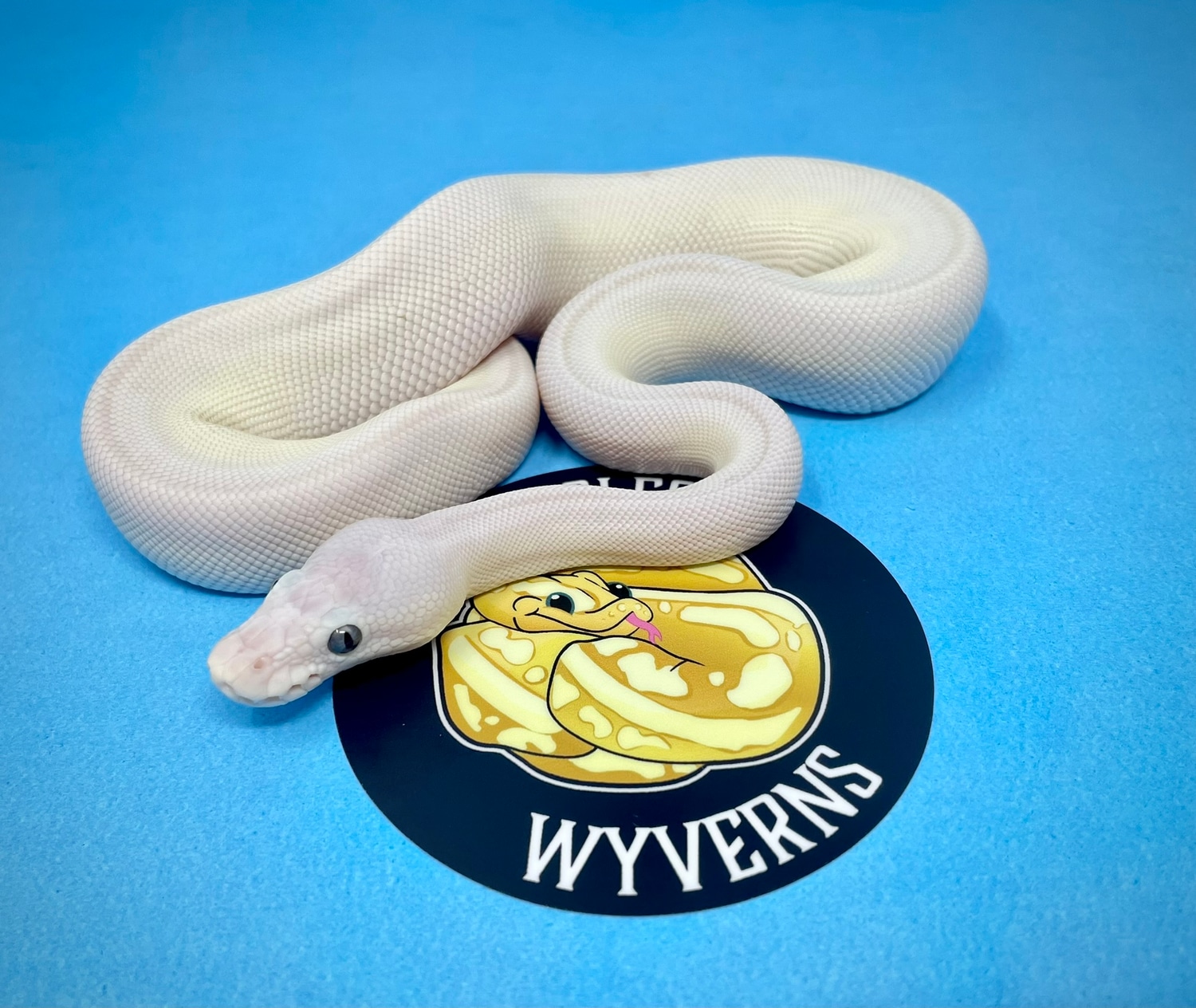 Male Super Butter Ball Python by Wingless Wyverns - MorphMarket