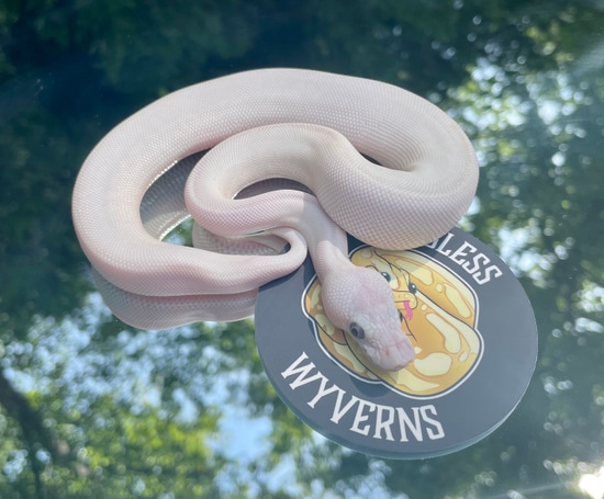 Female Super Butter Ball Python by Wingless Wyverns