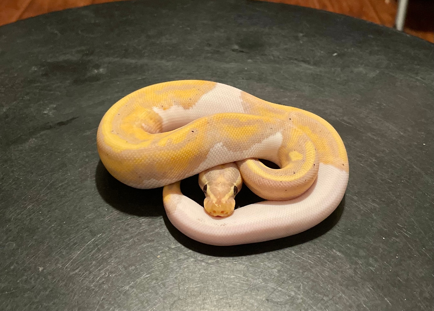 Male Banana Pied Ball Python by Wingless Wyverns - MorphMarket