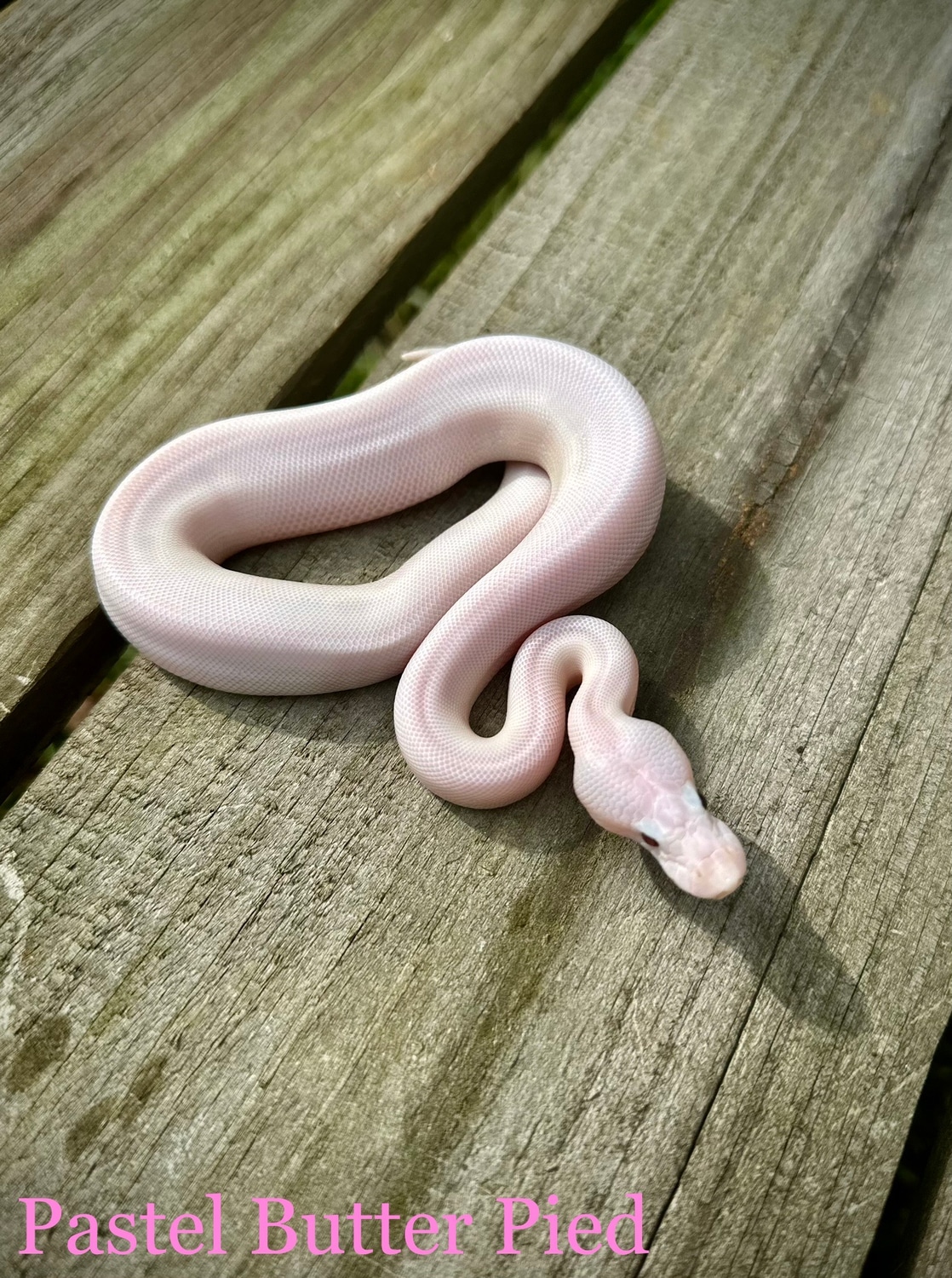 Pastel Butter Piedbald Ball Python by Wingless Wyverns - MorphMarket