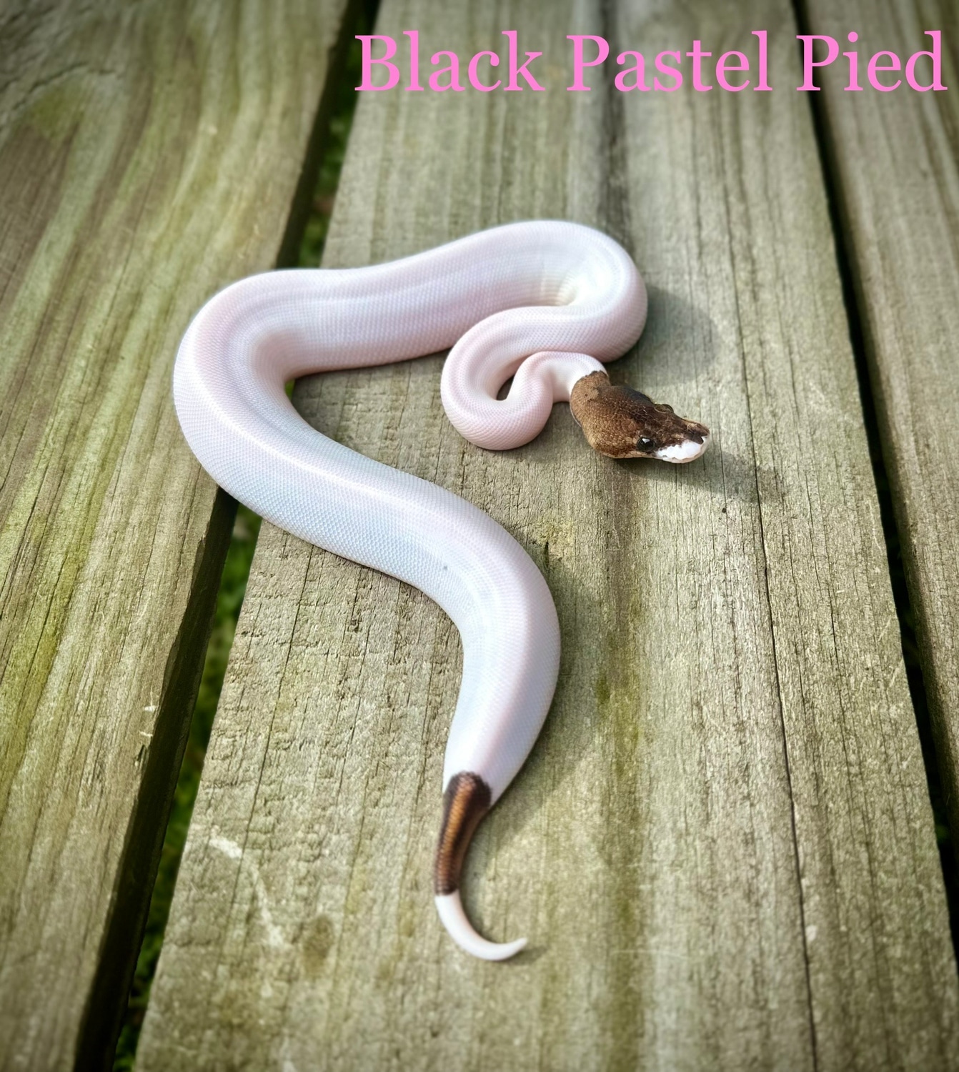 Black Pastel Pied Ball Python by Wingless Wyverns - MorphMarket