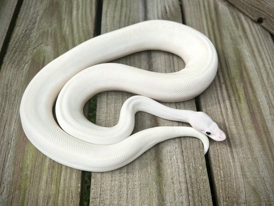 Super Butter **PET ONLY** Ball Python by Wingless Wyverns