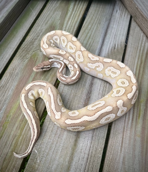 Mystic Crystal Ball Python by Wingless Wyverns