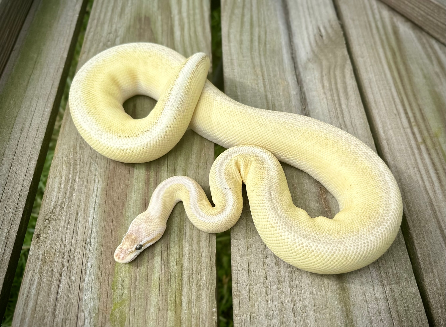 Pastel Cinnamon Genetic Stripe Ball Python by Wingless Wyverns ...