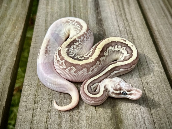 Super Pastel Butter Leopard Calico Ball Python by Wingless Wyverns