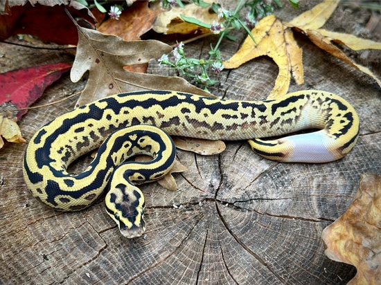 Pastel Enchi Leopard Calico Ball Python by Wingless Wyverns
