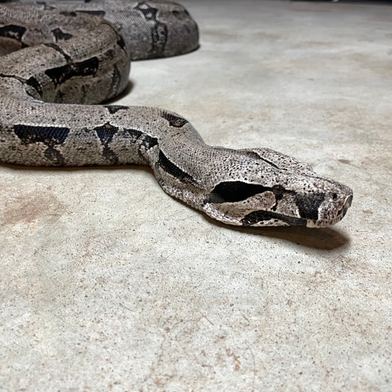 Huge Proven Female Bolivian Silverback Short-Tailed Boa Constrictor by ...