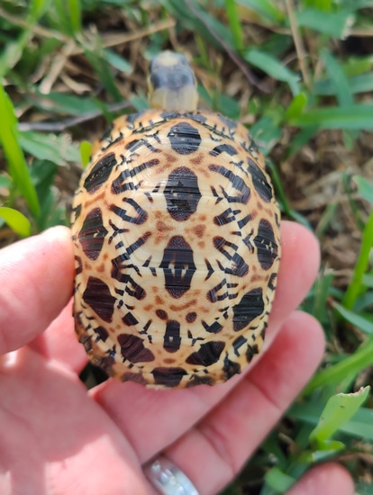 Texas Sales Only.. Well Started High Yellow Radiated Radiated Tortoise ...