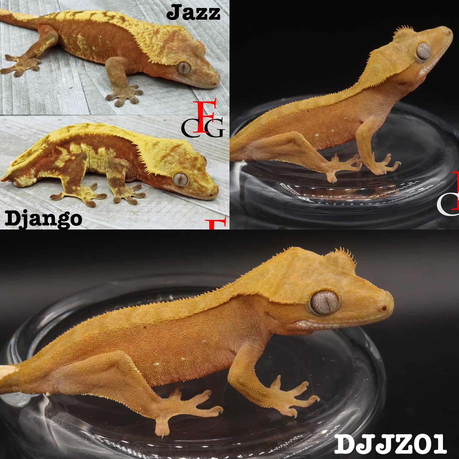 Django X Jazz 1 Crested Gecko by Flawless - MorphMarket