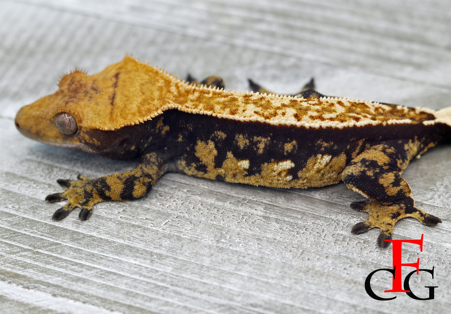 Brinxx X Dream 4 Crested Gecko by Flawless - MorphMarket