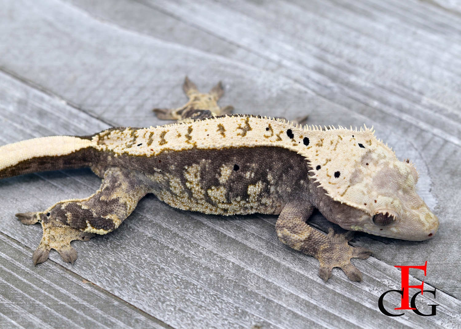 Henna Pin Dal Crested Gecko by Flawless - MorphMarket