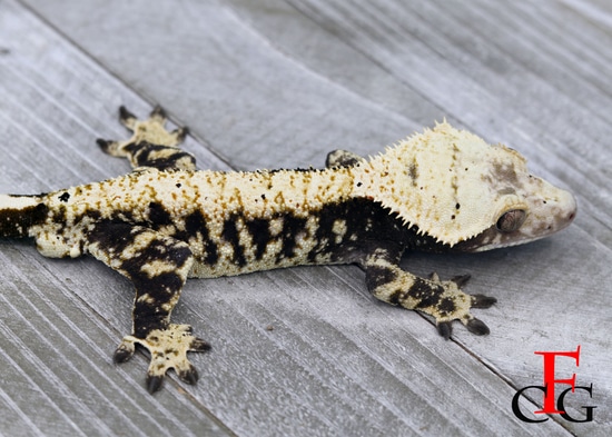 Glacier X Fallout 3 Crested Gecko by FLAWLESS