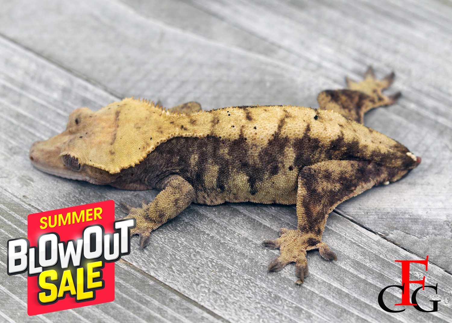 Extreme Harley Crested Gecko by Flawless Crested Geckos & Flawless Exotic Creations - MorphMarket