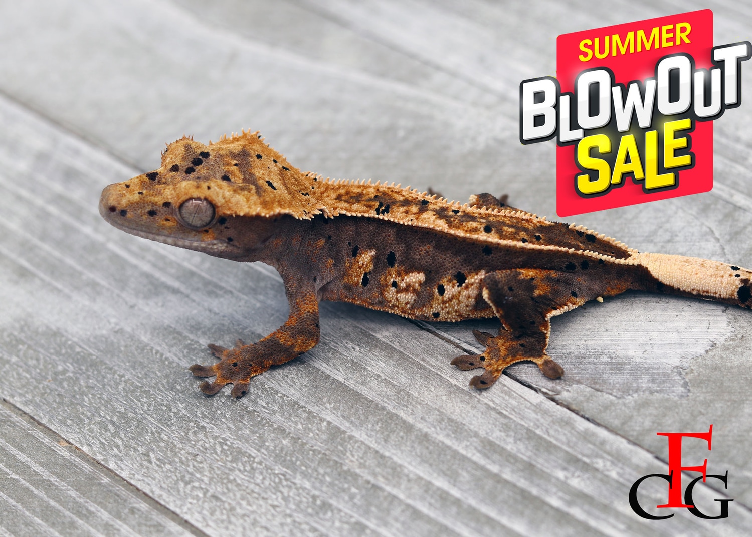 Spiked Sauce Crested Gecko by Flawless - MorphMarket