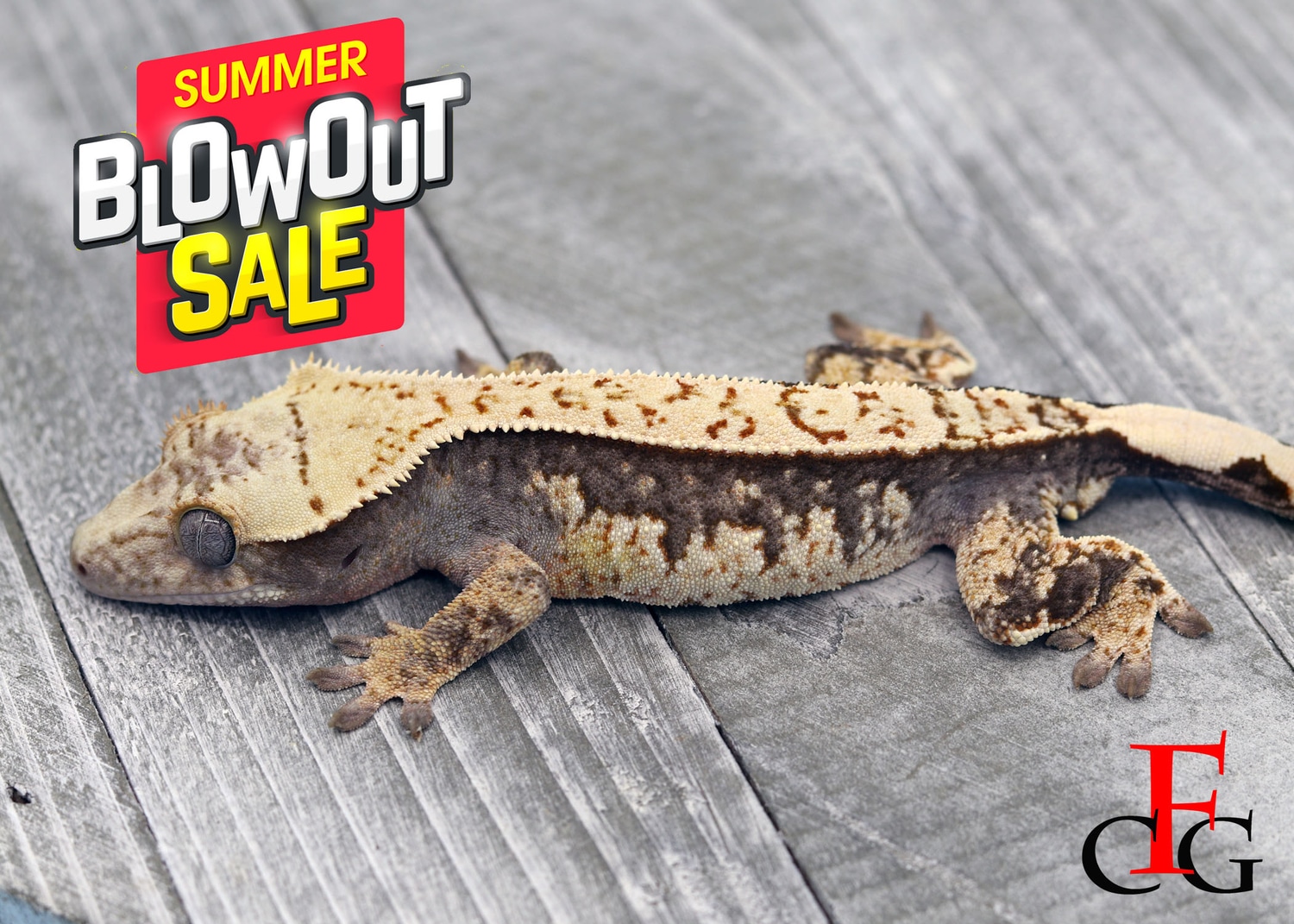 Harley Boy Crested Gecko by Flawless - MorphMarket