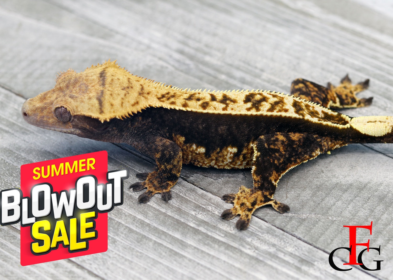 Merigold Crested Gecko by Flawless - MorphMarket