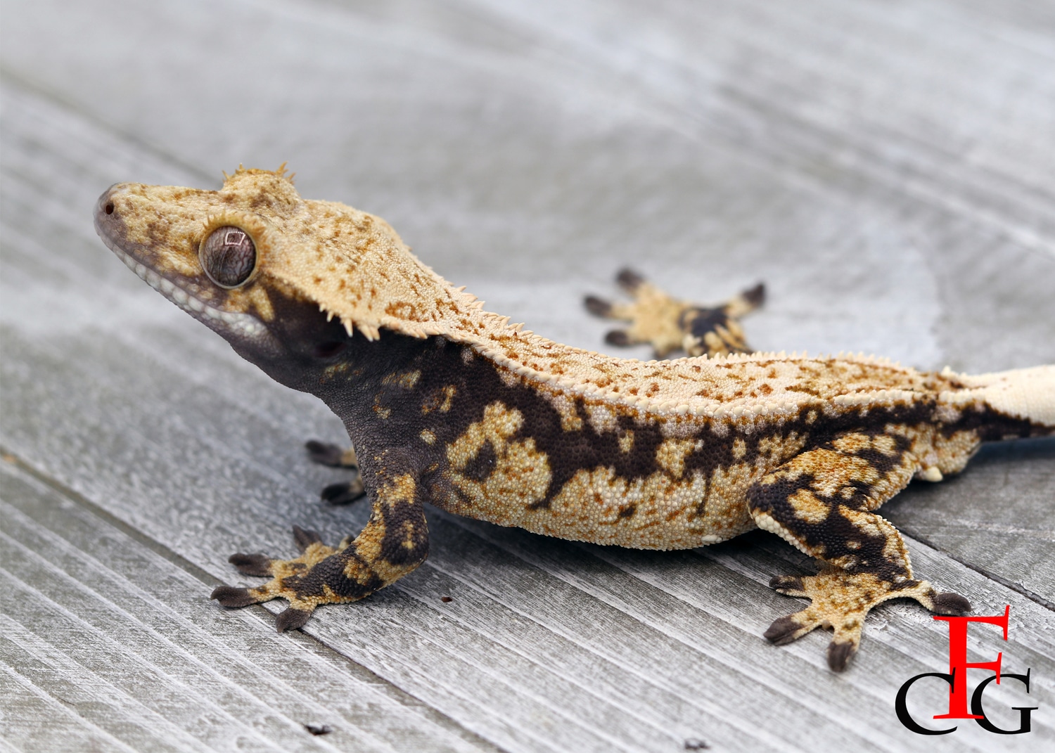 CRAZY Nice Pattern Crested Gecko by Flawless - MorphMarket