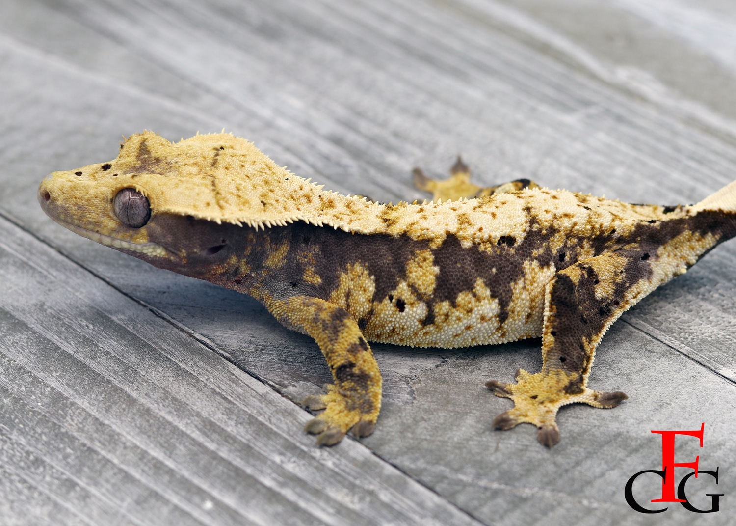 Extreme Lady Crested Gecko by Flawless - MorphMarket