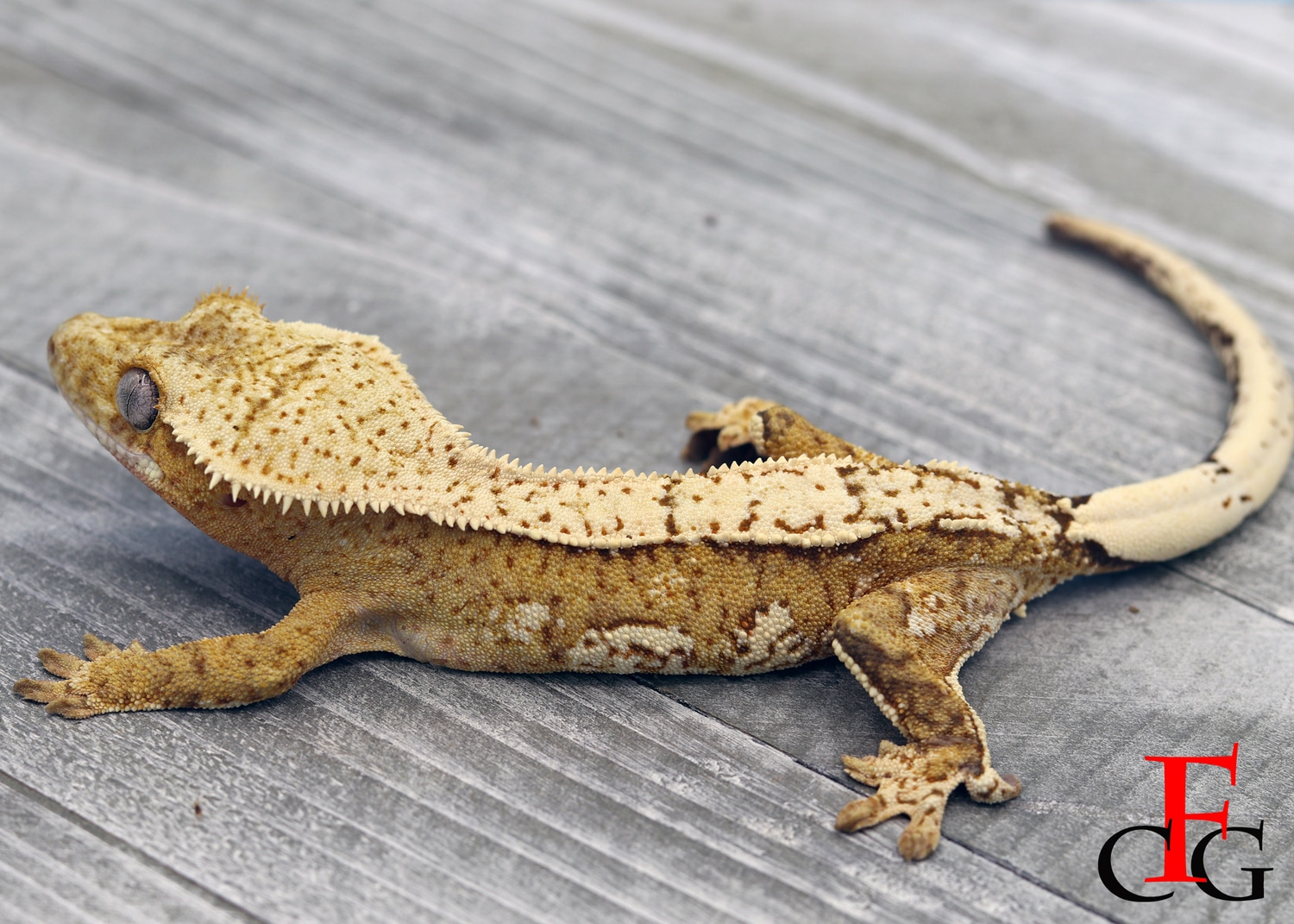 SPARKPLUG Girl Crested Gecko by Flawless - MorphMarket