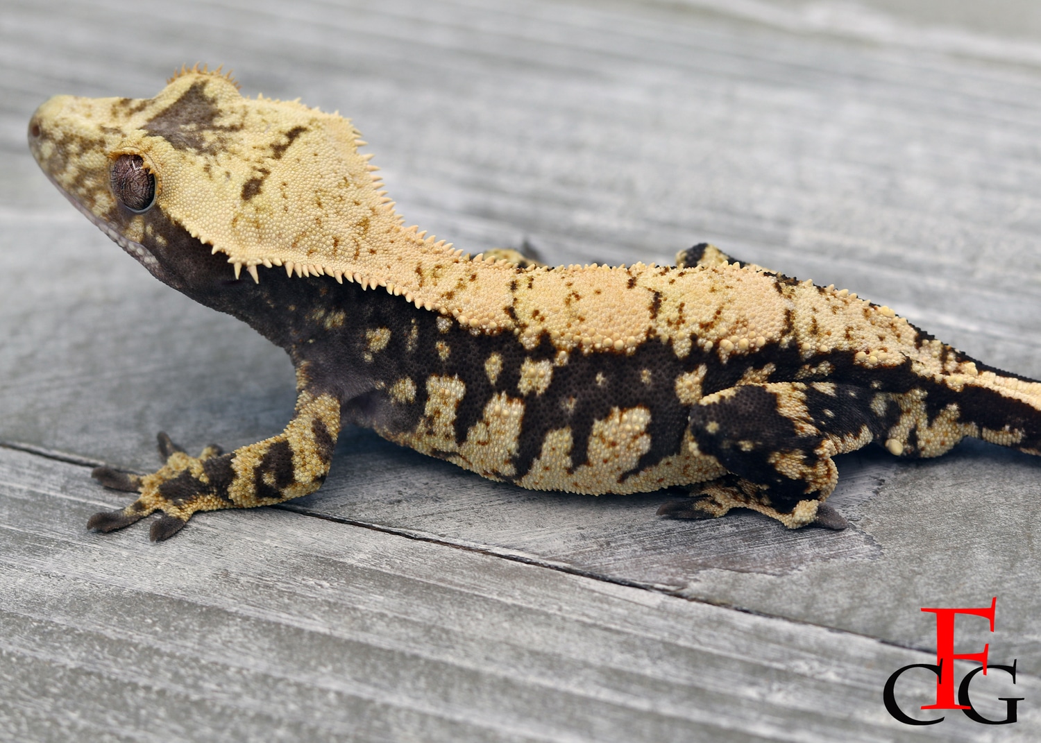Release SNOWFALL Crested Gecko by Flawless Crested Geckos & Flawless ...