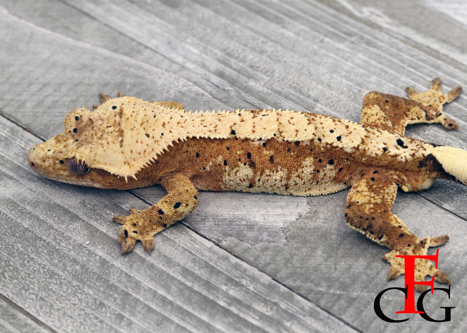 DAL Creamed Crested Gecko by Flawless Crested Geckos & Flawless Exotic ...