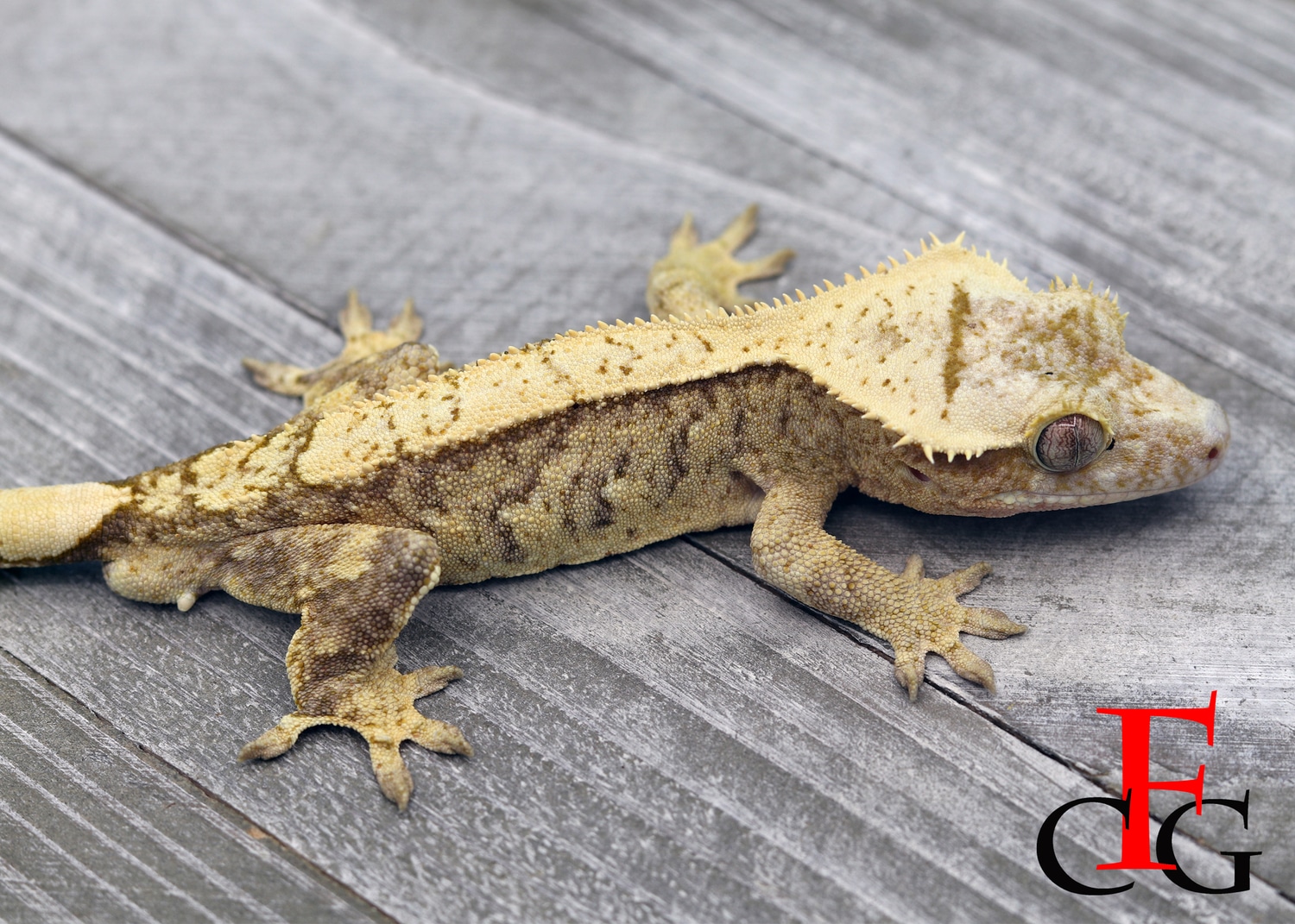 Tangerine Stage Crested Gecko by Flawless Crested Geckos & Flawless ...
