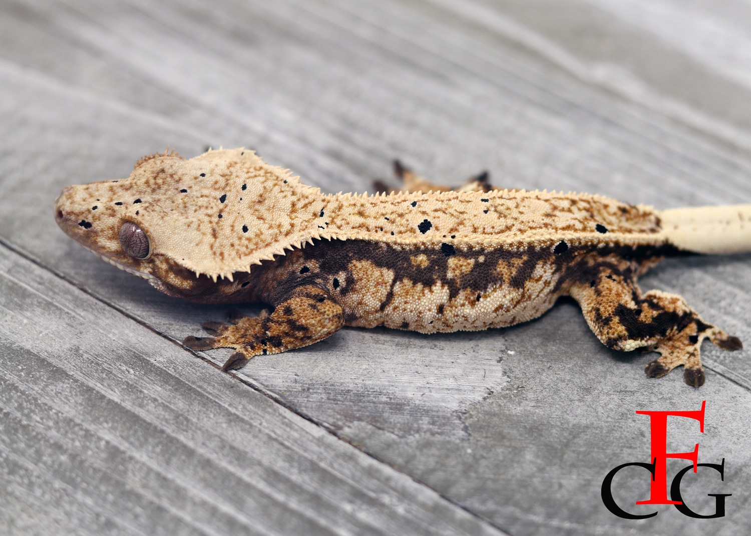 Spotted High White Crested Gecko by Flawless Crested Geckos & Flawless ...