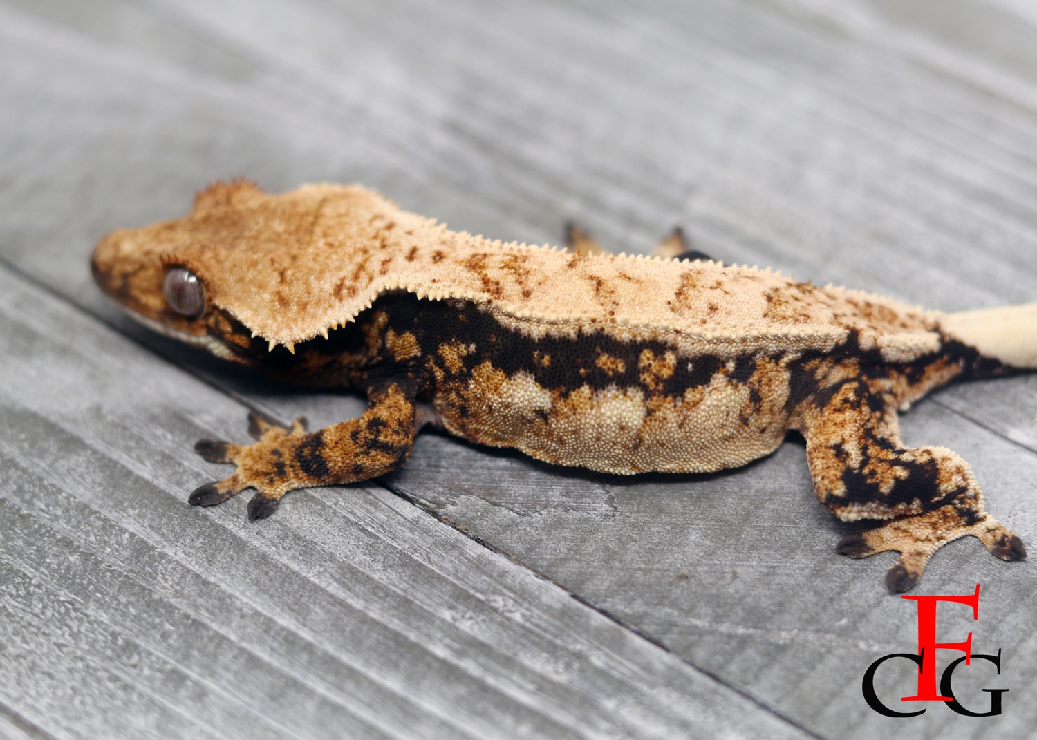 Tri Hard Crested Gecko by Flawless Crested Geckos & Flawless Exotic ...