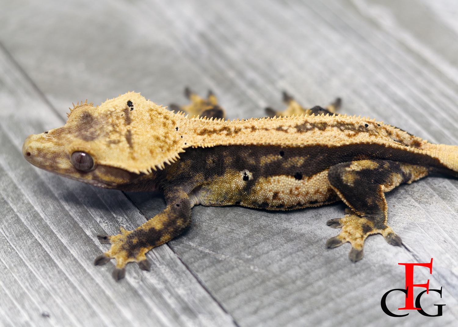 Thick Walls Crested Gecko by Flawless Crested Geckos & Flawless Exotic ...