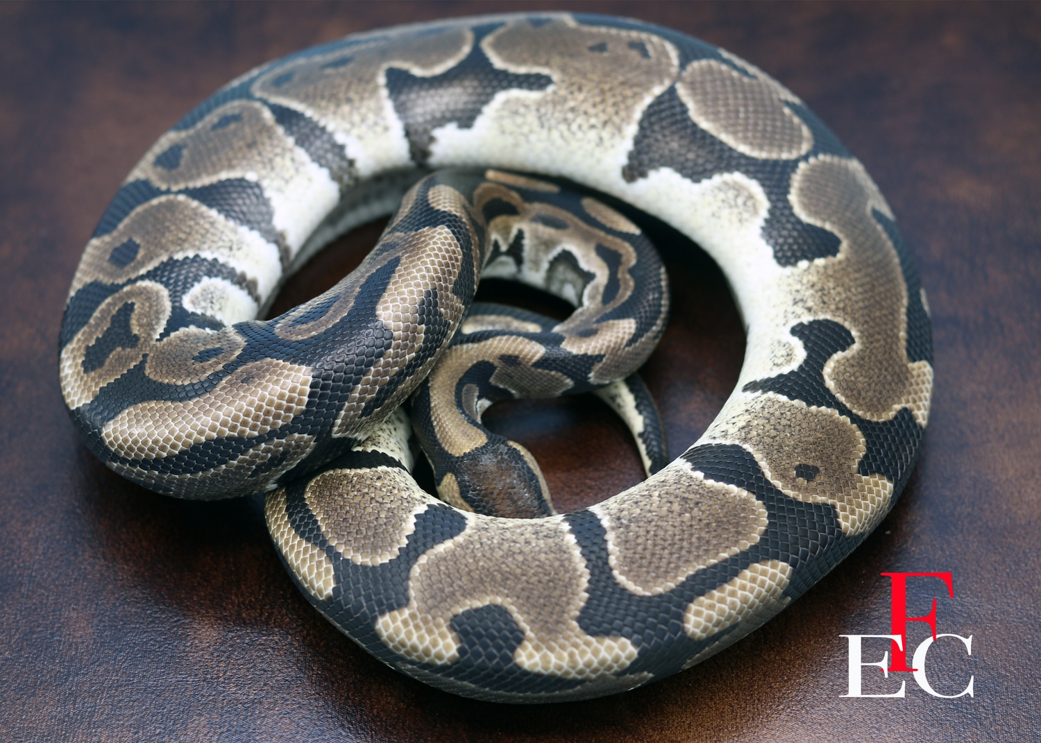 Dbl Het Tristripe Albino Ball Python by Flawless - MorphMarket