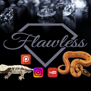 FLAWLESS - MorphMarket