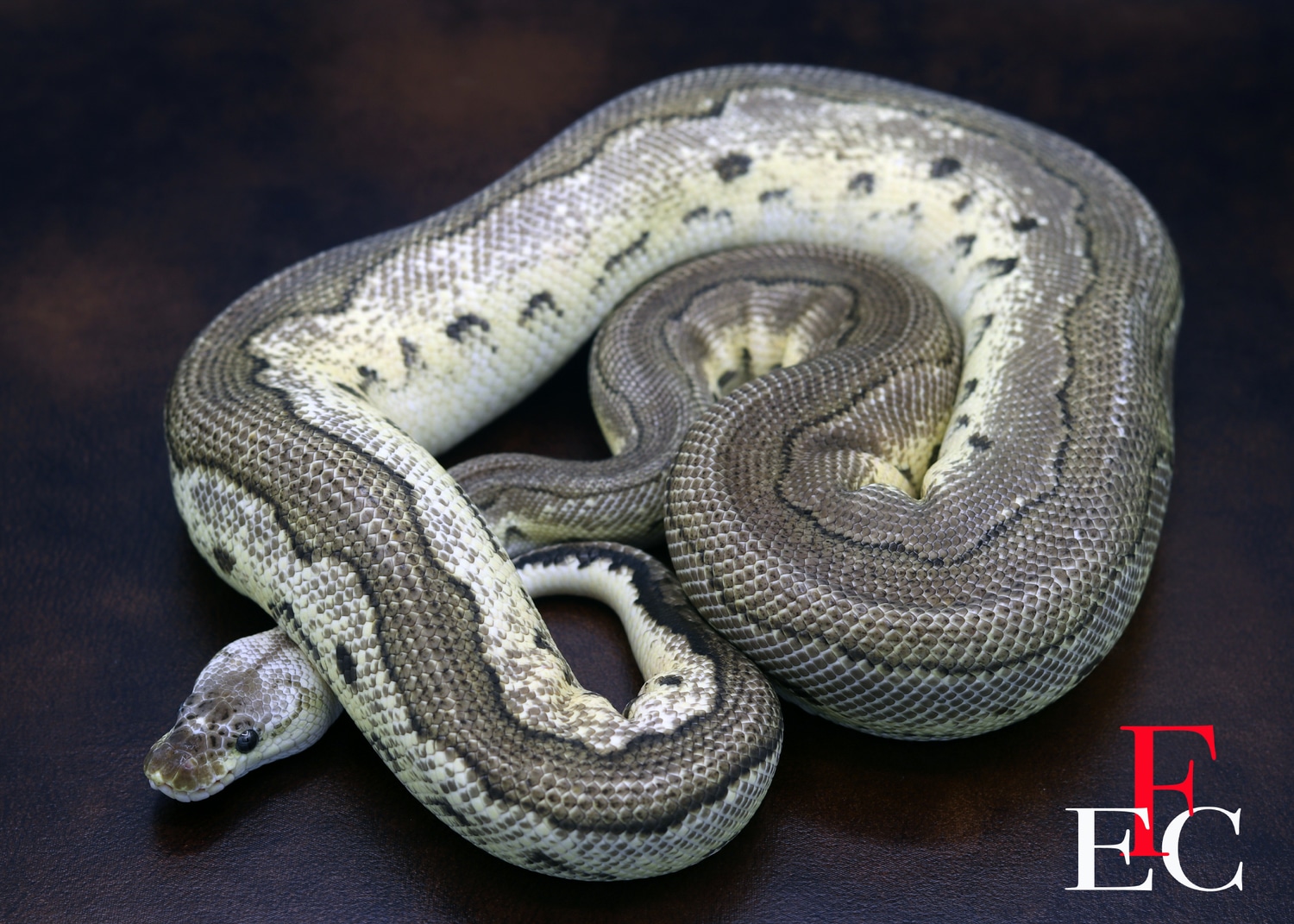 Pewter Clown Ball Python by Flawless - MorphMarket