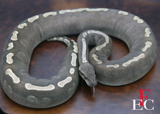 GHI Mojave Ball Python by FLAWLESS