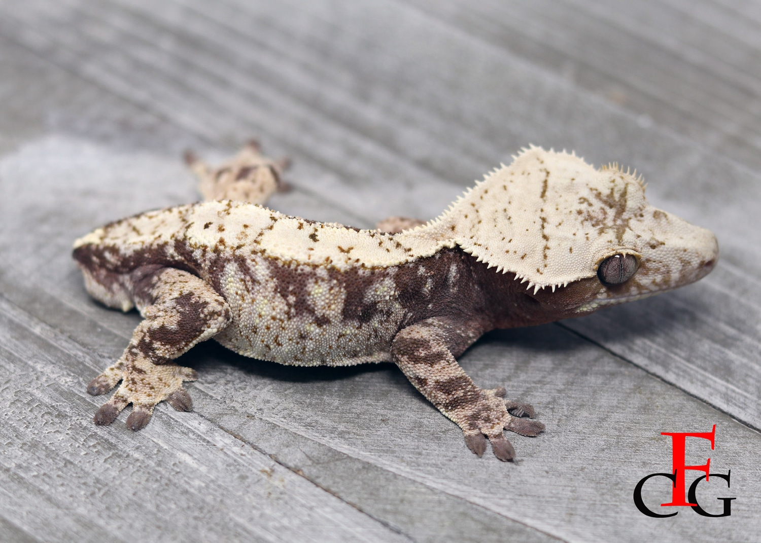 Flawless Crested Gecko by Flawless - MorphMarket
