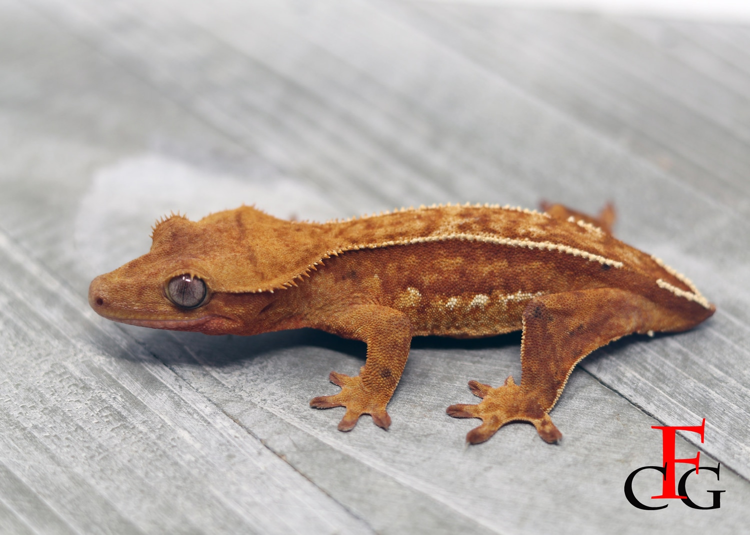Fade Crested Gecko by Flawless - MorphMarket
