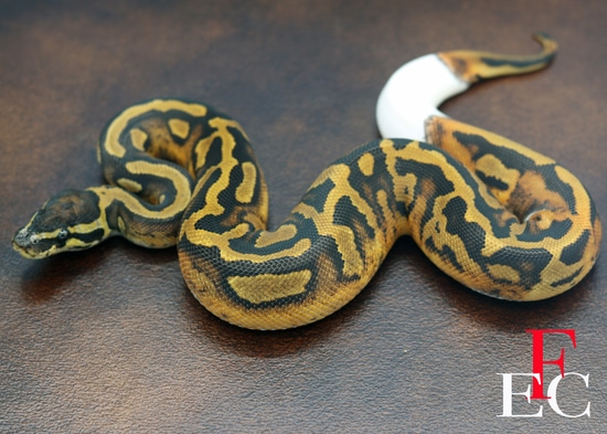 560 Gram Pied Het Ultramel Ball Python by FLAWLESS