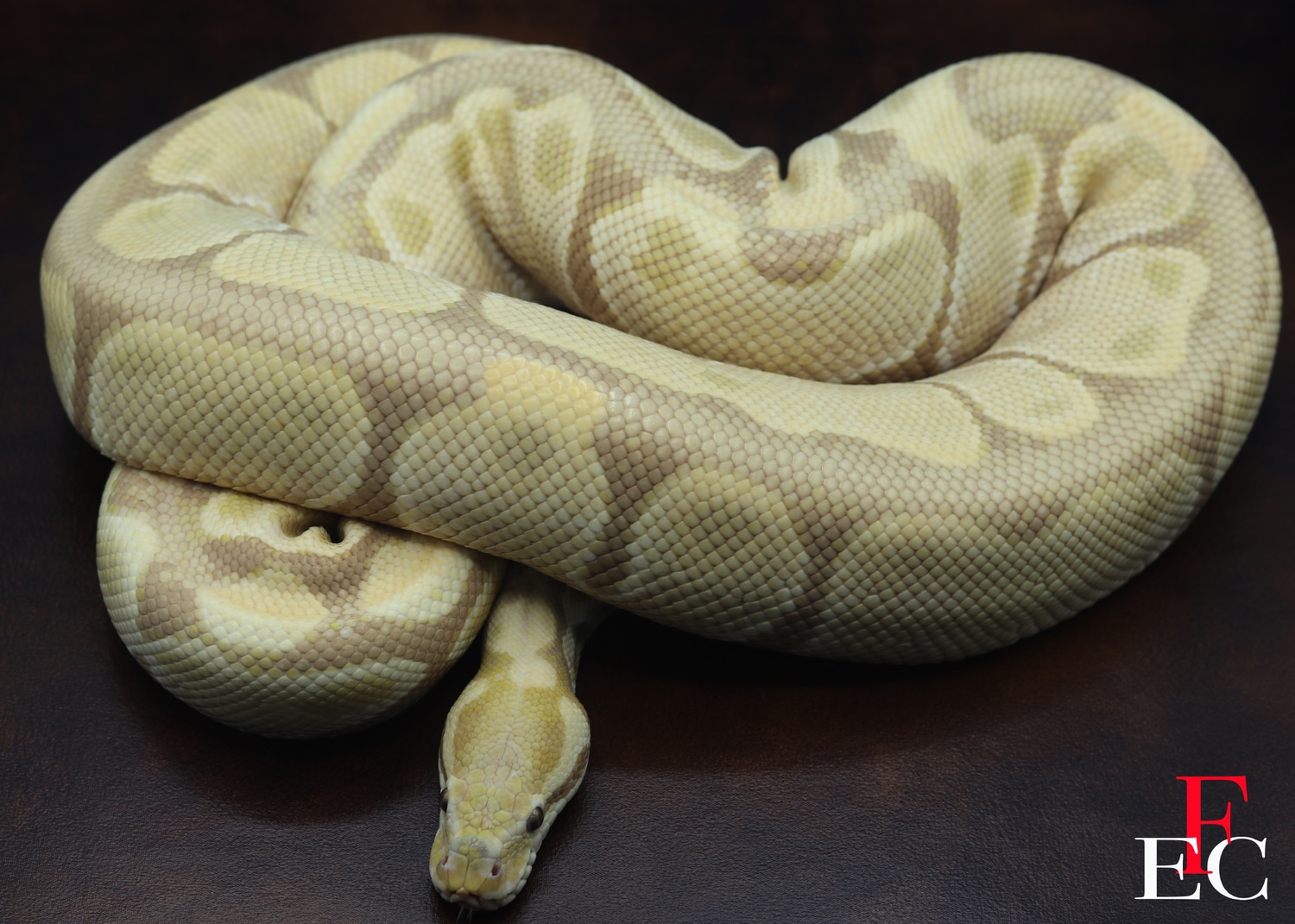 Toffee BIG Clutches Ball Python by Flawless - MorphMarket