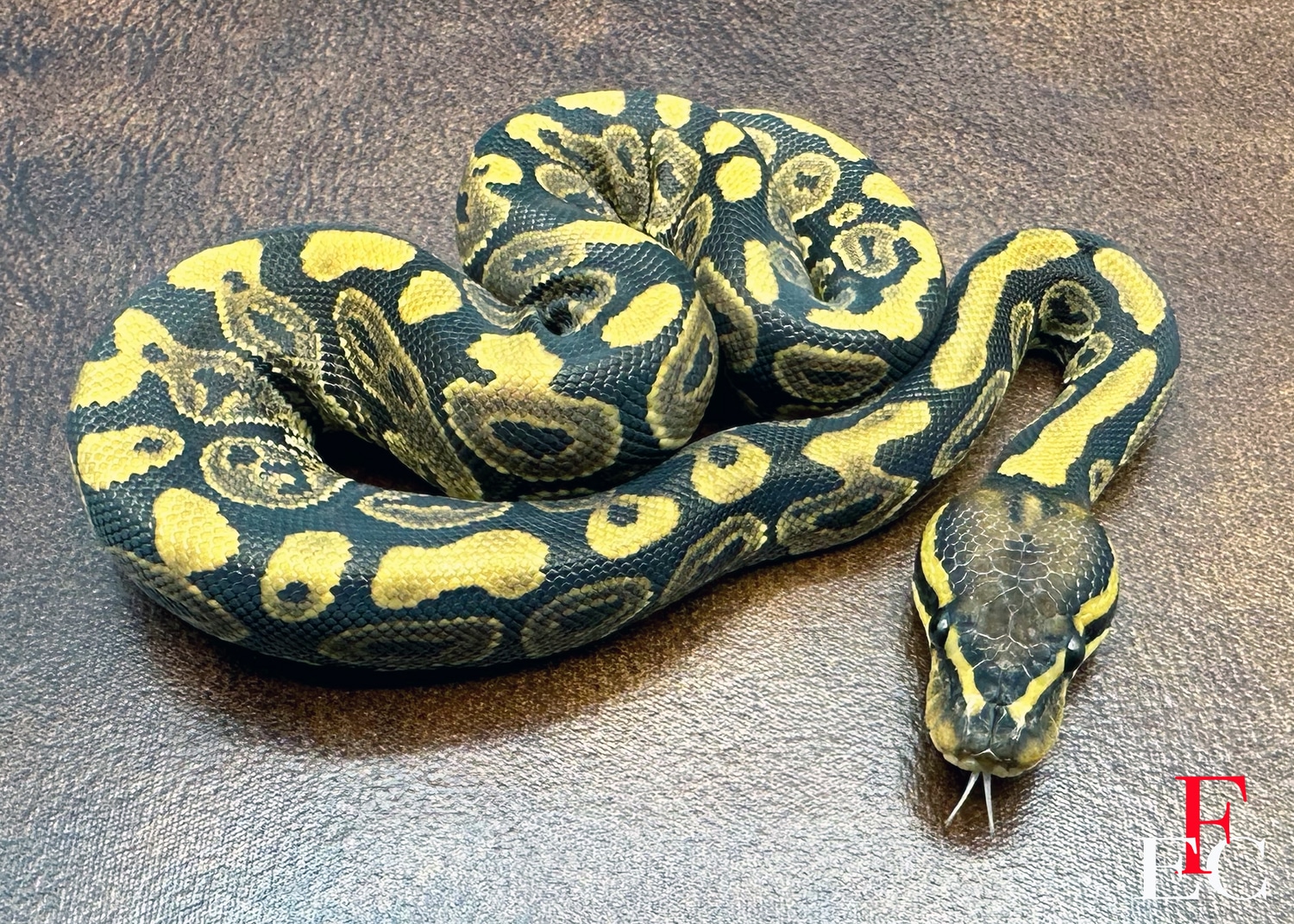 Special Dbl Het Monsoon Het Hypo Ball Python by Flawless - MorphMarket