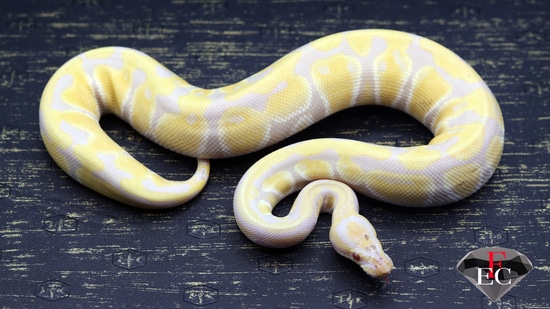 Toffino Het Tri-stripe Ball Python by FLAWLESS