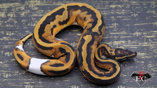 Pied Het Ultramel Ball Python by FLAWLESS
